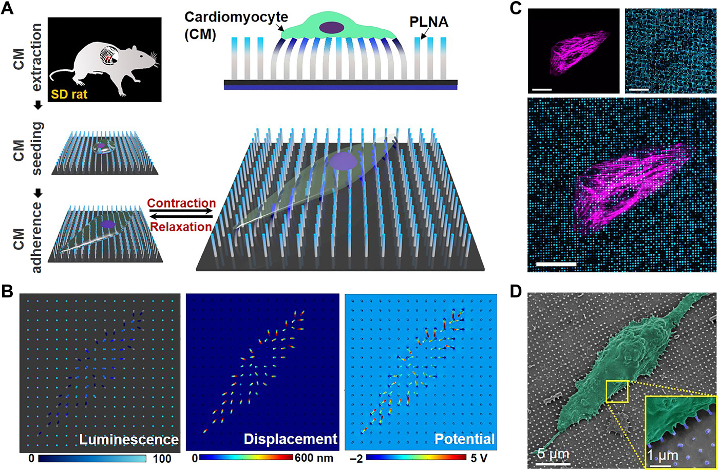 欧阳涵课题组-中国科学院大学纳米生物医学工程实验室 - 欧阳涵课题组-中国科学院大学纳米生物医学工程实验室