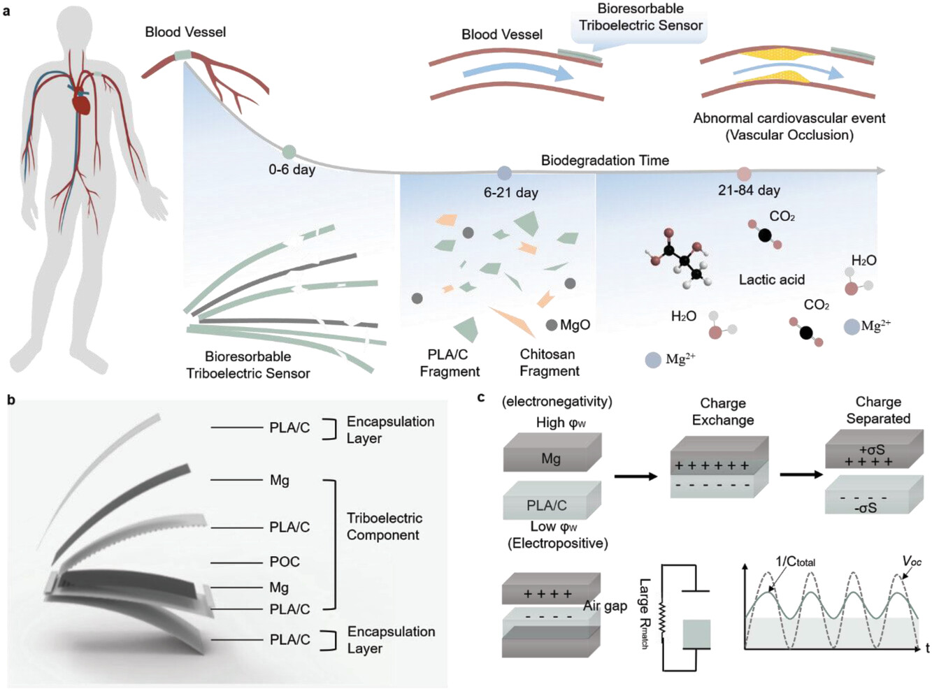 欧阳涵课题组-中国科学院大学纳米生物医学工程实验室 - 欧阳涵课题组-中国科学院大学纳米生物医学工程实验室